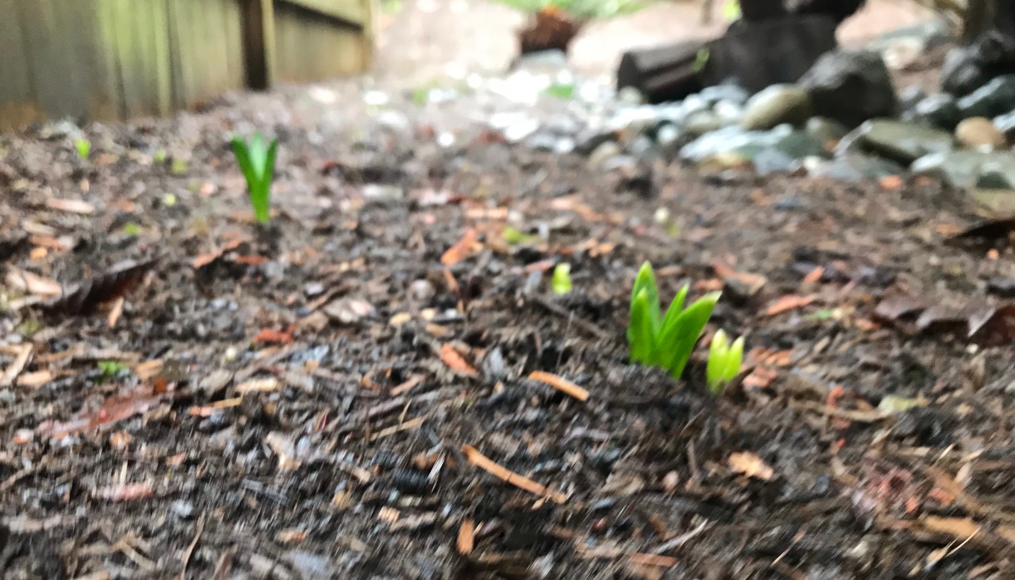 Spring On Its Way – Gleanings in Buddha-Fields