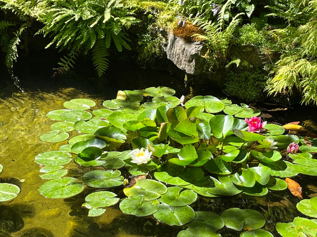 Chanting the “Jigage”: Chapter Sixteen of the Lotus Sutra – Gleanings ...